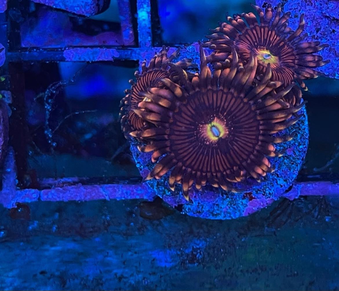 HFKC Speakeasy Zoanthid | Happy Fish KC